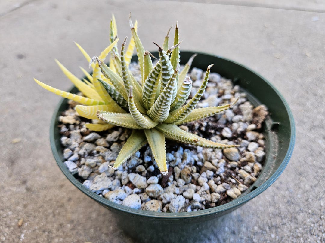6" Rare Variegated Zebra Haworthia - Haworthia Fasciata - Zebra Plant ...