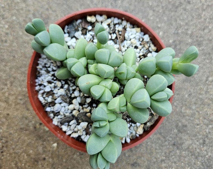 4" Corpuscularia Lehmannii Iceplant - Succulent - Etsy