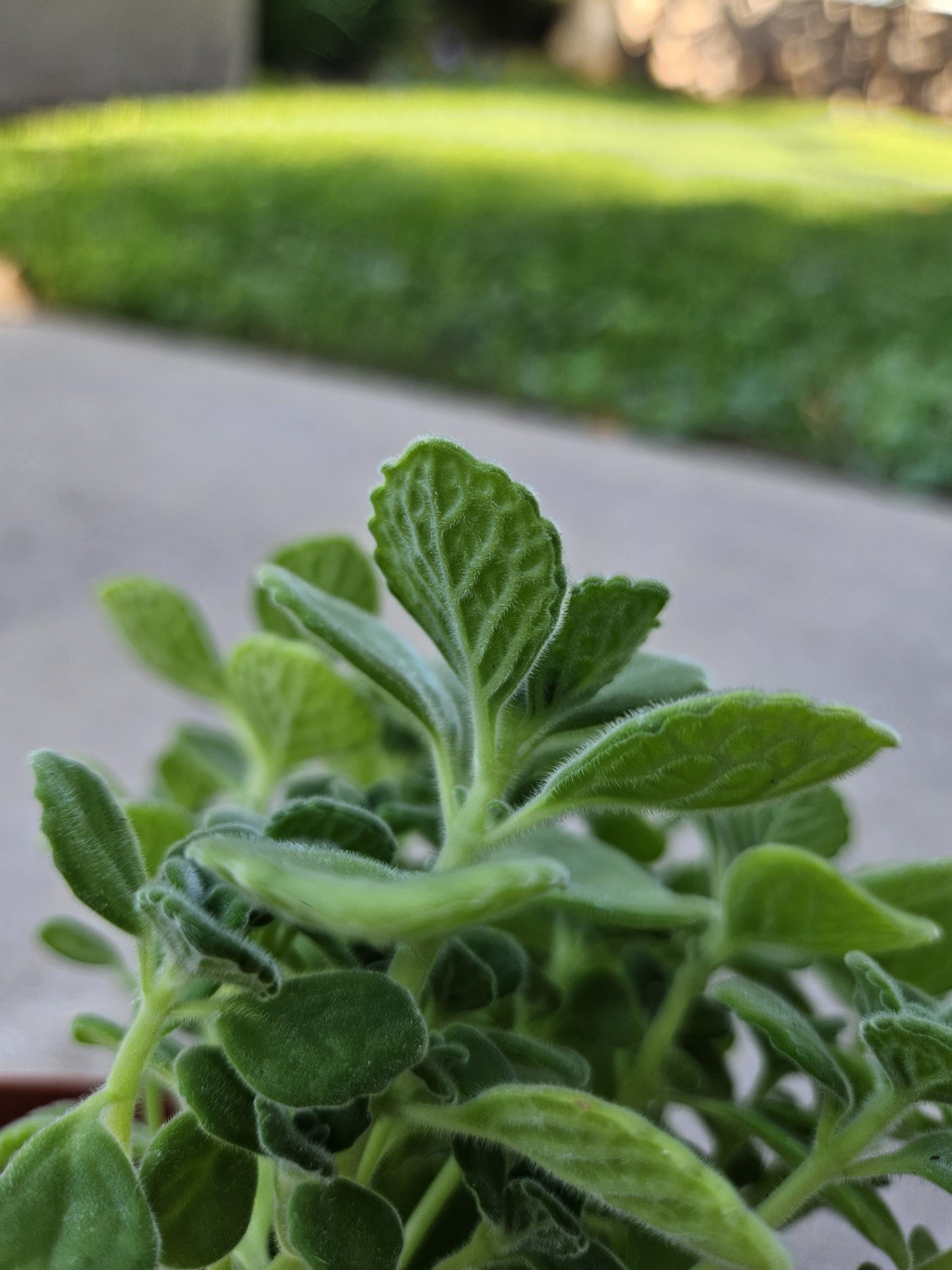 6 Vicks Plant Very Calming Fragrant Succulent Plectranthus Tomentosa - Etsy