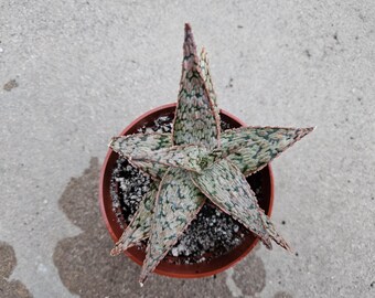 4" Aloe Hybrid [firecracker] - Etsy