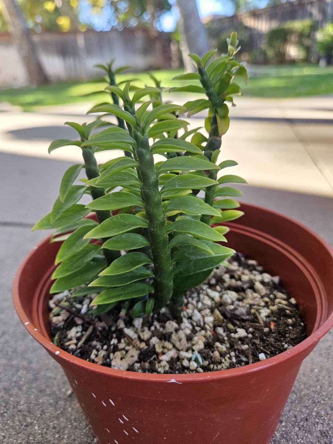 6 Devil's Backbone Succulent Euphorbia Tithymaloides - Etsy