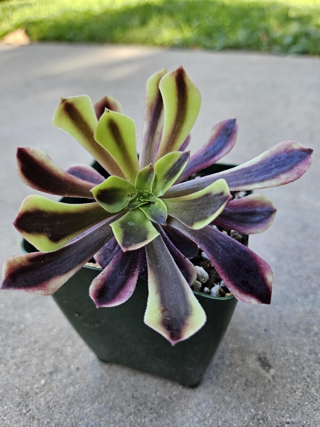 4 Aeonium 'superbang' Rare Aeonium - Etsy