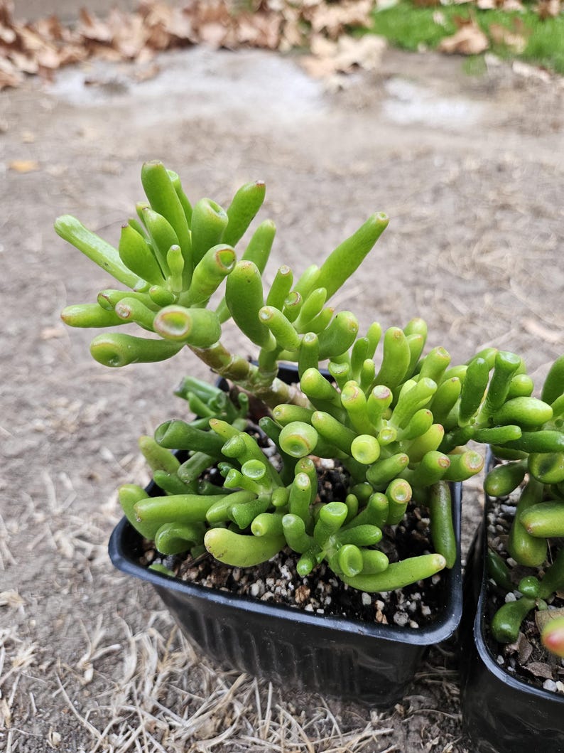 4" Ogre Ears Plant - Crassula Ovata - Shrek Ears Easycare Succulent - Etsy