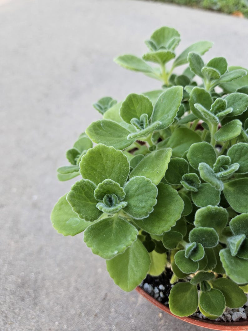 6 Vicks Plant Very Calming Fragrant Succulent Plectranthus Tomentosa - Etsy