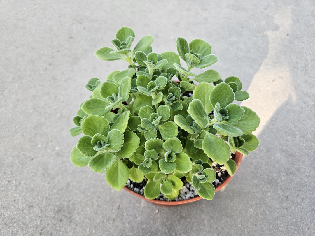 6 Vicks Plant Very Calming Fragrant Succulent Plectranthus Tomentosa - Etsy