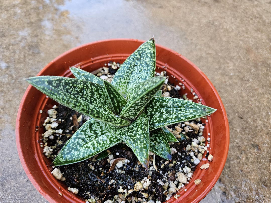 6" Gasteraloe - Gasteria/aloe - Etsy
