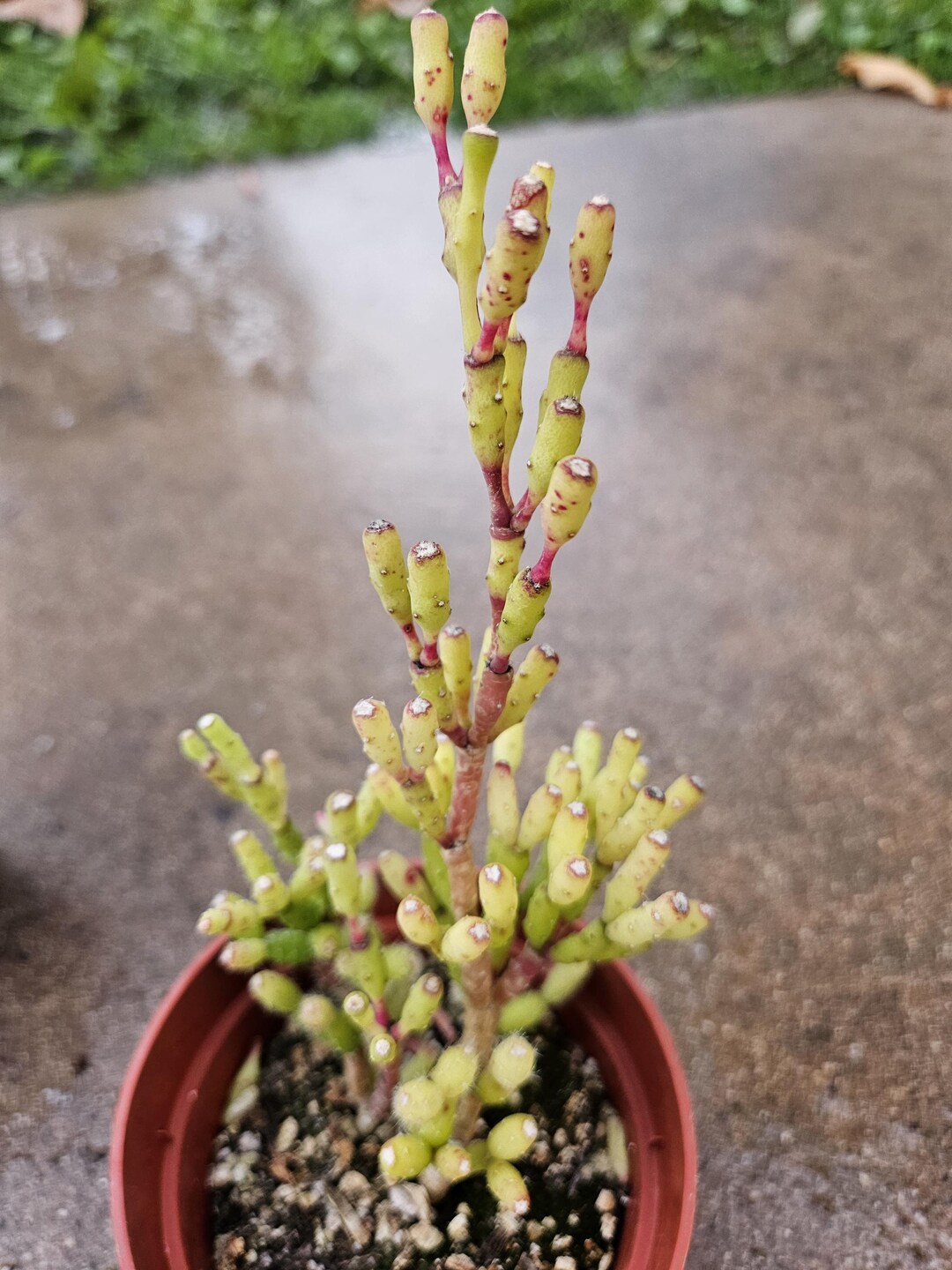 4 Rhipsalis Salicorniodes Hatiora Dancing Bones Cactus - Etsy