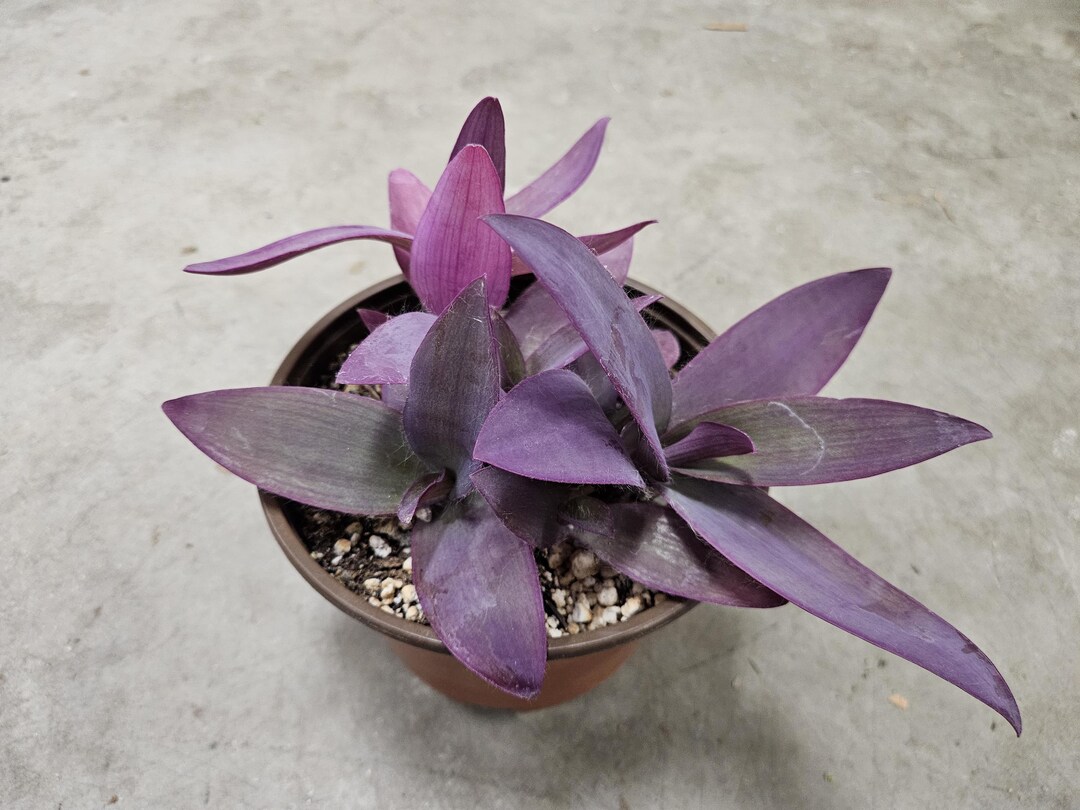 6" Purple Queen - Tradescantia Pallida - Etsy