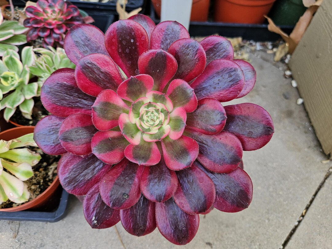 6" Rare Aeonium Chanel - Large Sized - Etsy