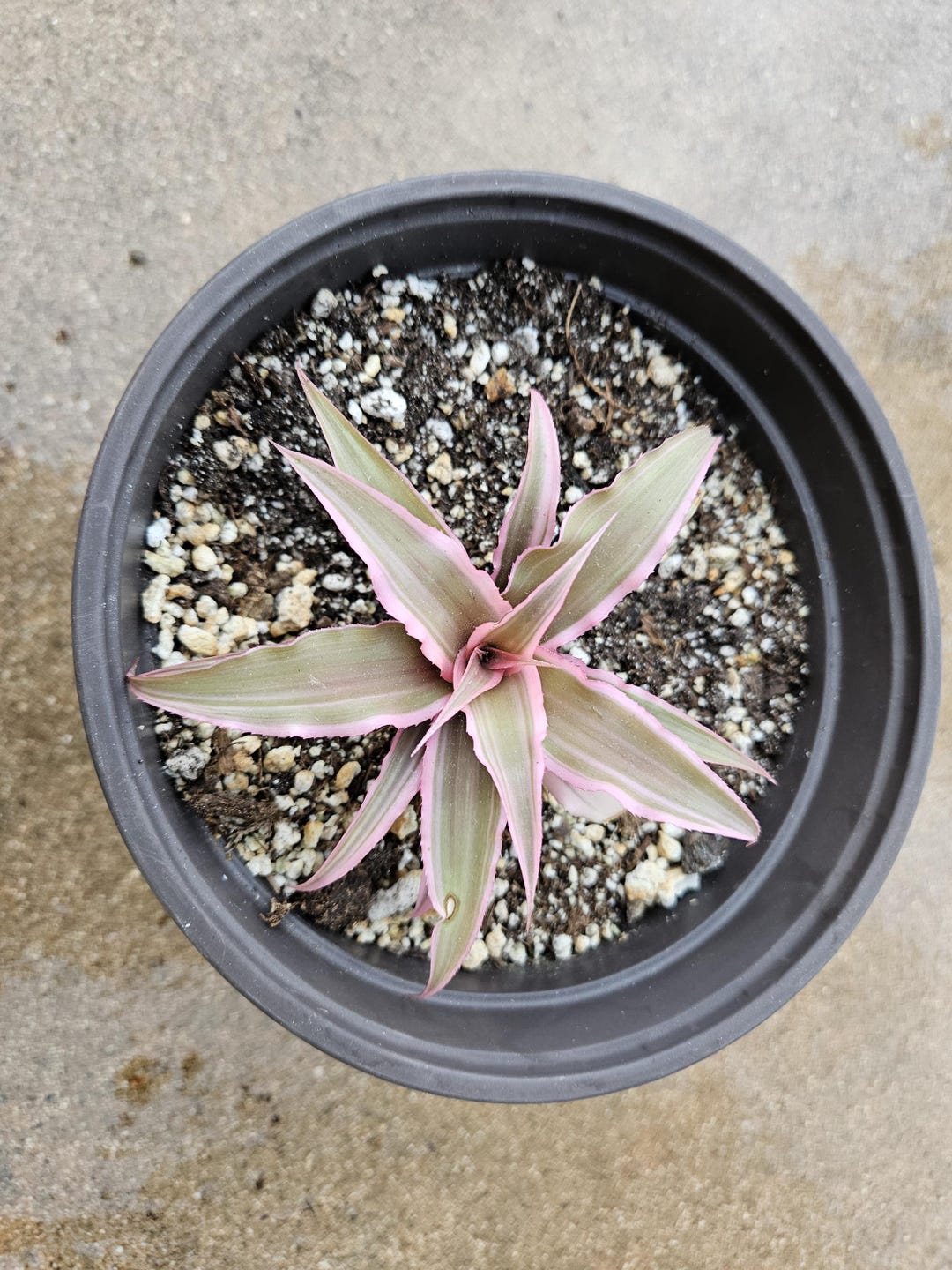 Miniature Pink Bromeliad - 6" Pot - Terrarium Plant - Etsy