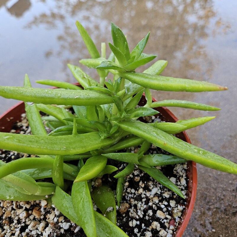 Red Pagoda Crassula - Etsy