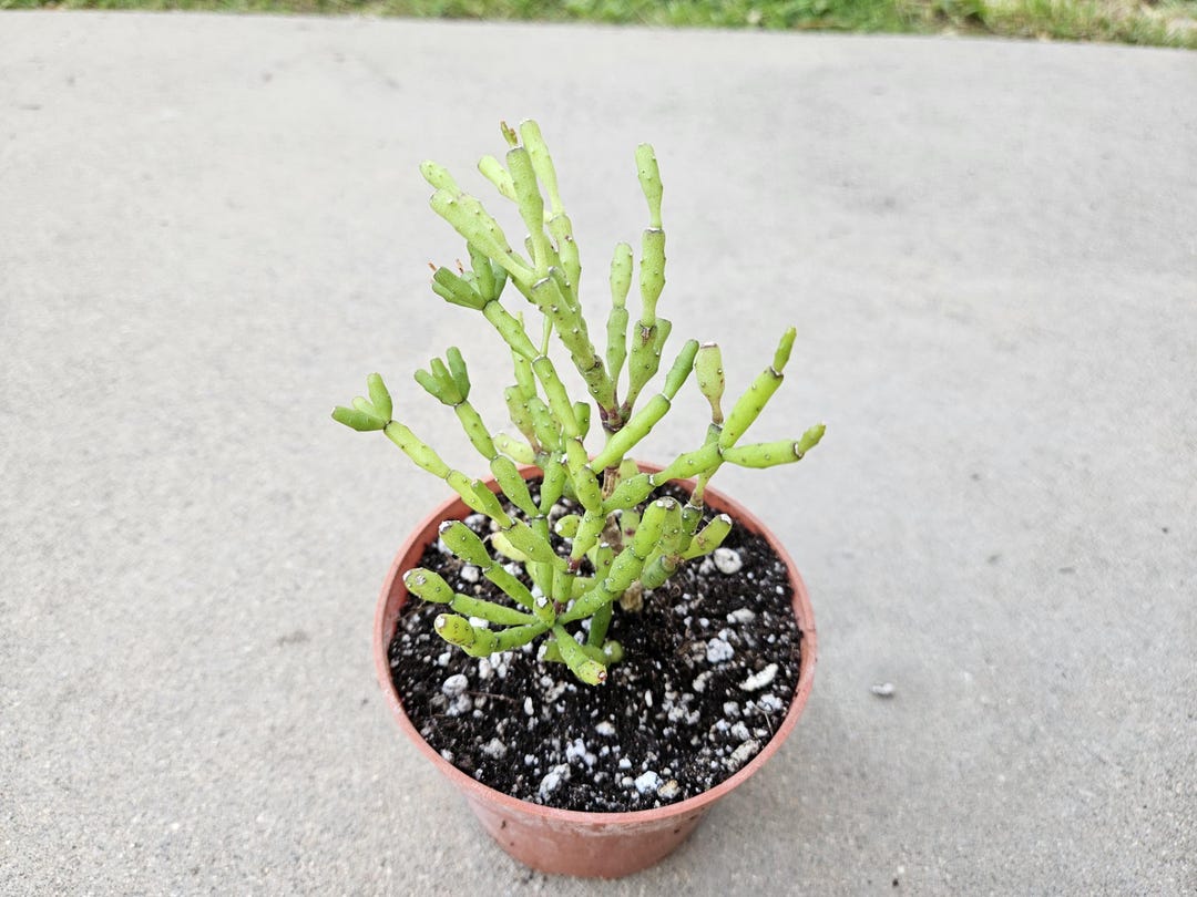 4" Dancing Bones Cactus - Rhipsalis - Hatiora - Etsy
