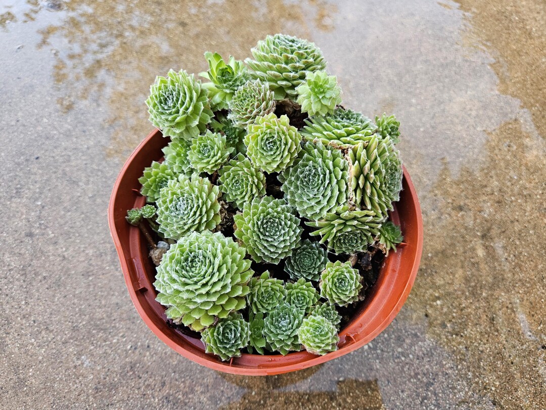 6" Cobweb Hens and Chicks - Cobweb Houseleek - Sempervivum Arachnoideum ...