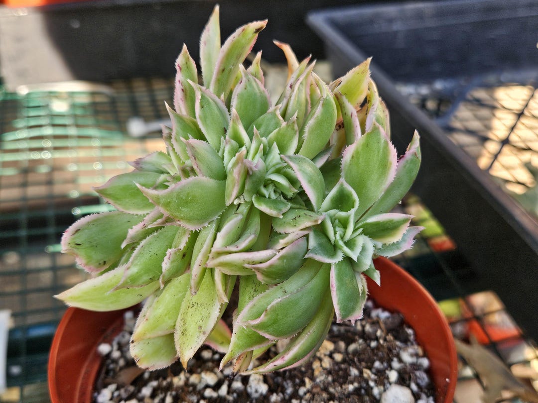 4" Crested Variegated Aeonium - Etsy