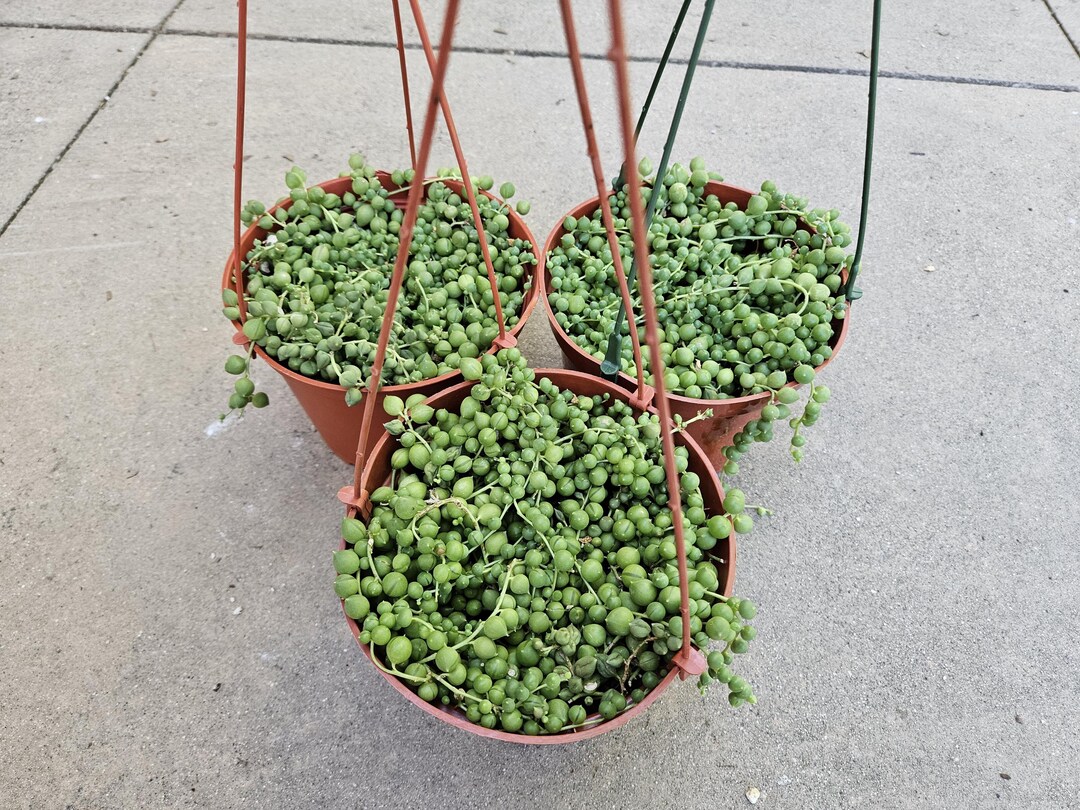 6" String of Pearls - Hanging Succulent - Etsy