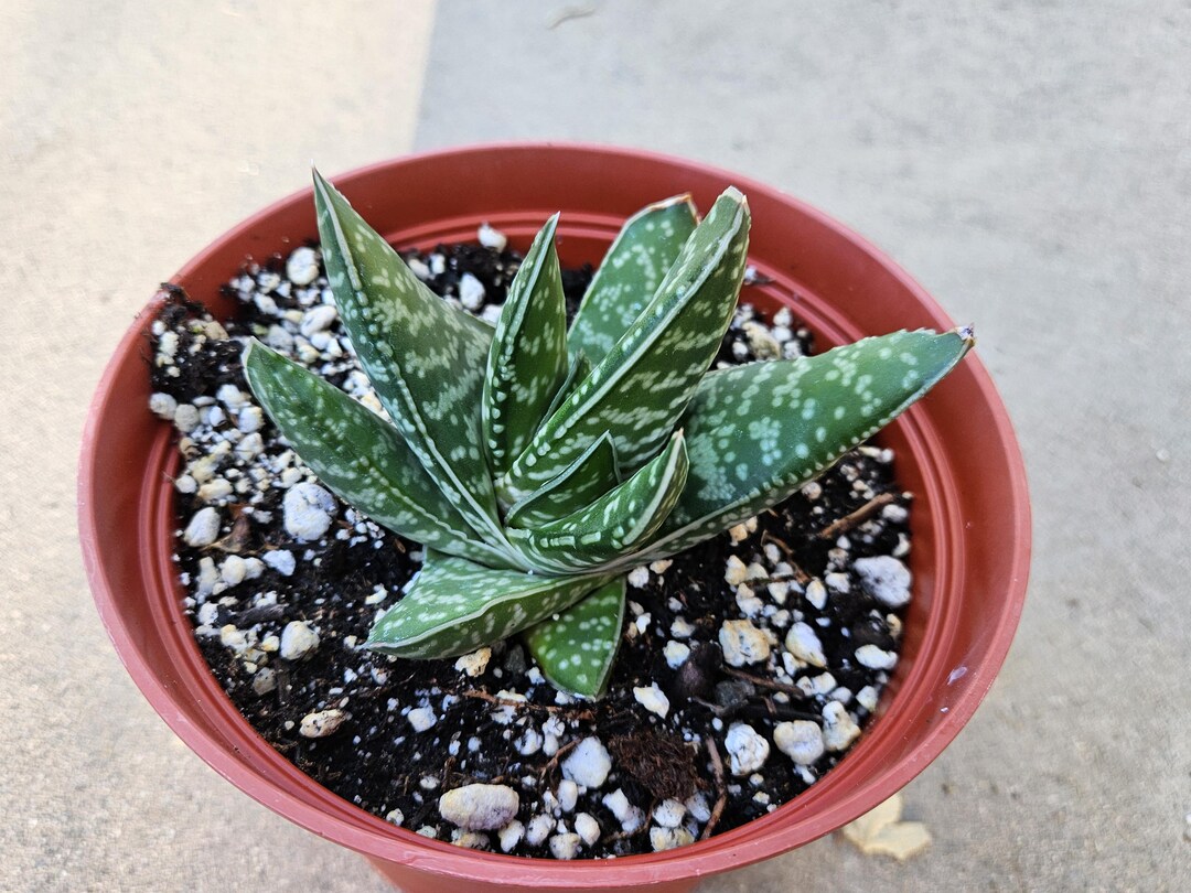 6" Spotted Gasteria - Low Light Succulent - Etsy
