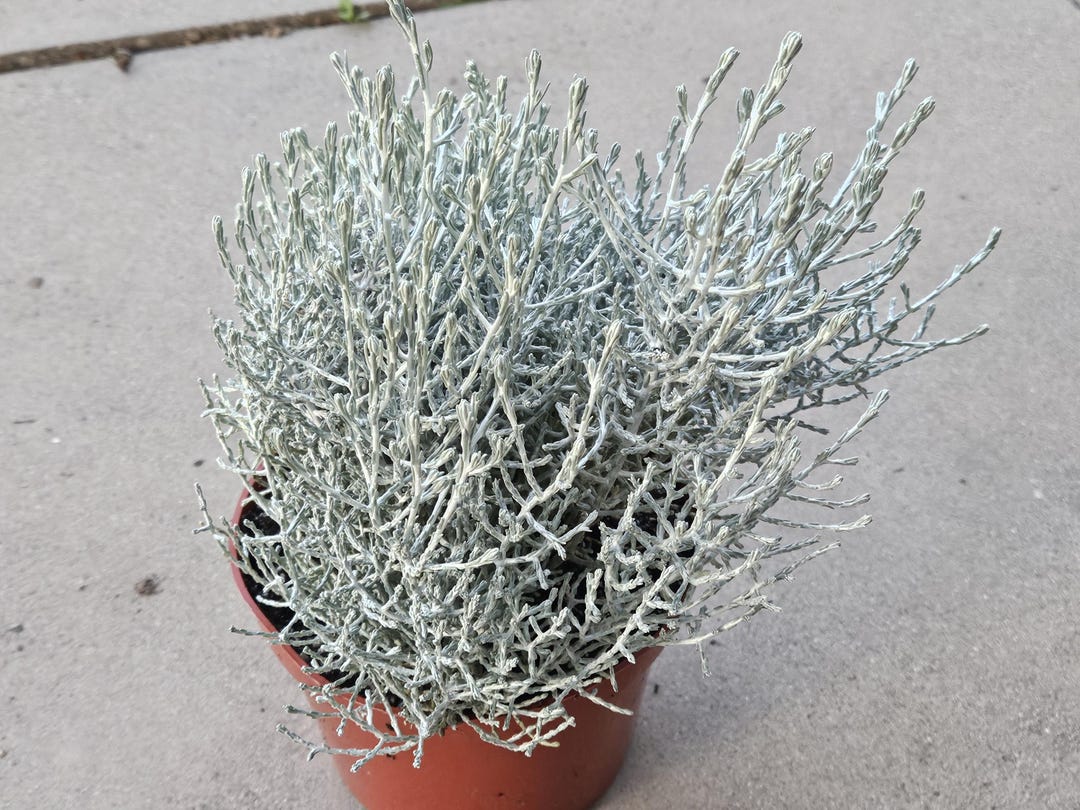6" Leucophyta Brownii - Calocephalus Brownii - Cushion Bush - Silver ...