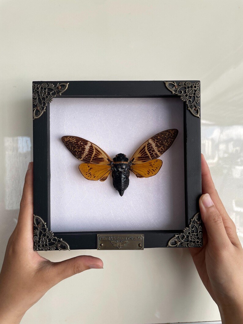 Real Framed Cicadas Collection, Taxidermy Display Cicada in Baroque ...