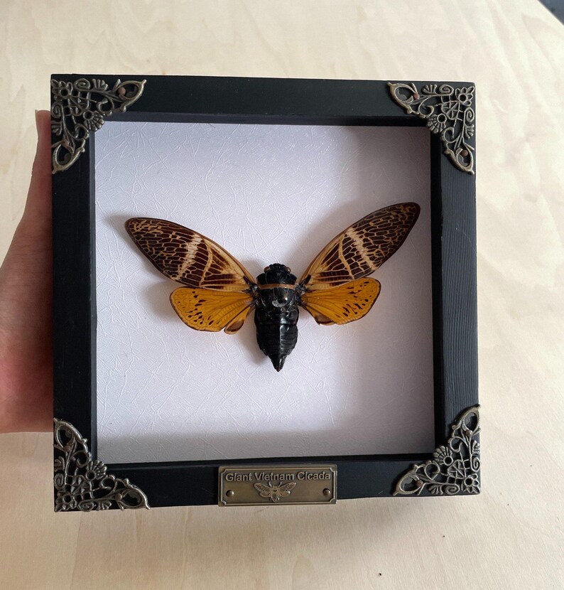 Real Framed Cicadas Collection, Taxidermy Display Cicada in Baroque ...