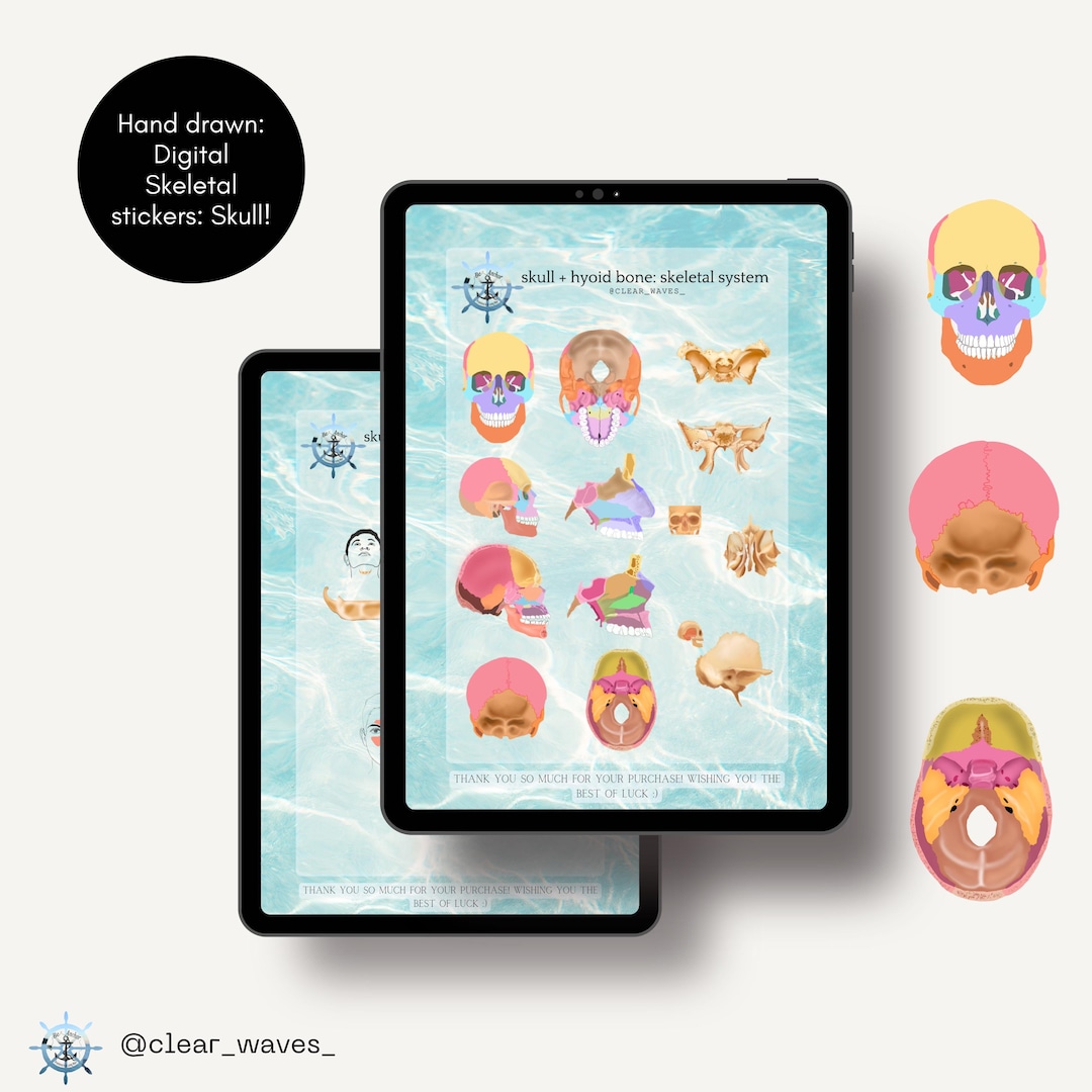 Human Skull and Hyoid - Skeletal System Digital Stickers - Etsy