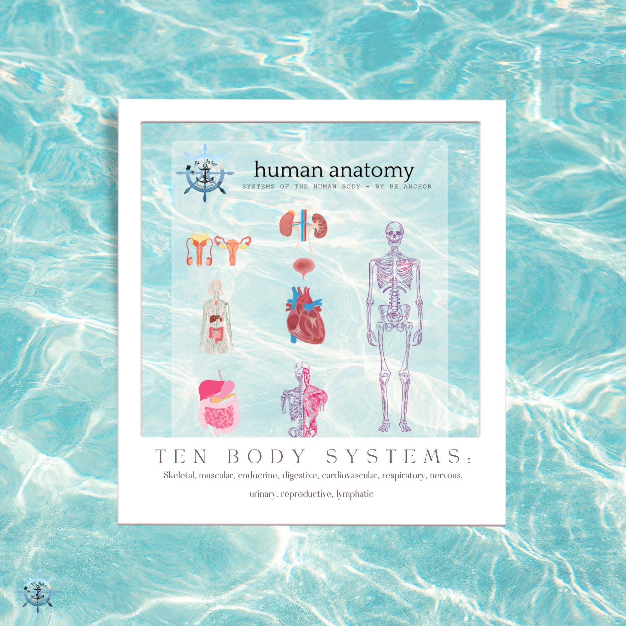 Systems of the Body - Digital Anatomy Stickers - Etsy