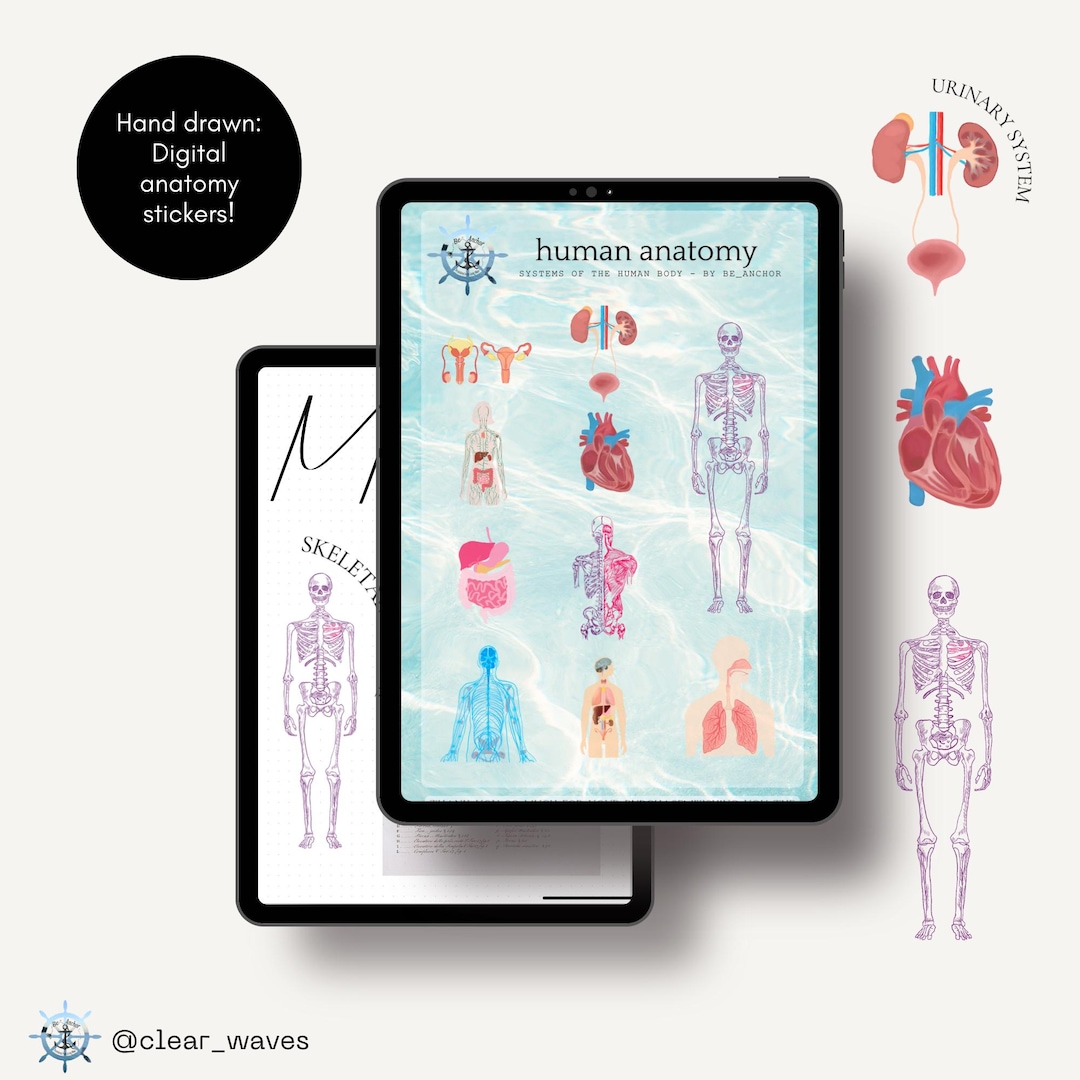 Systems of the Body - Digital Anatomy Stickers - Etsy