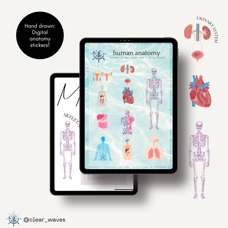 Systems of the Body Digital Anatomy Stickers - Etsy