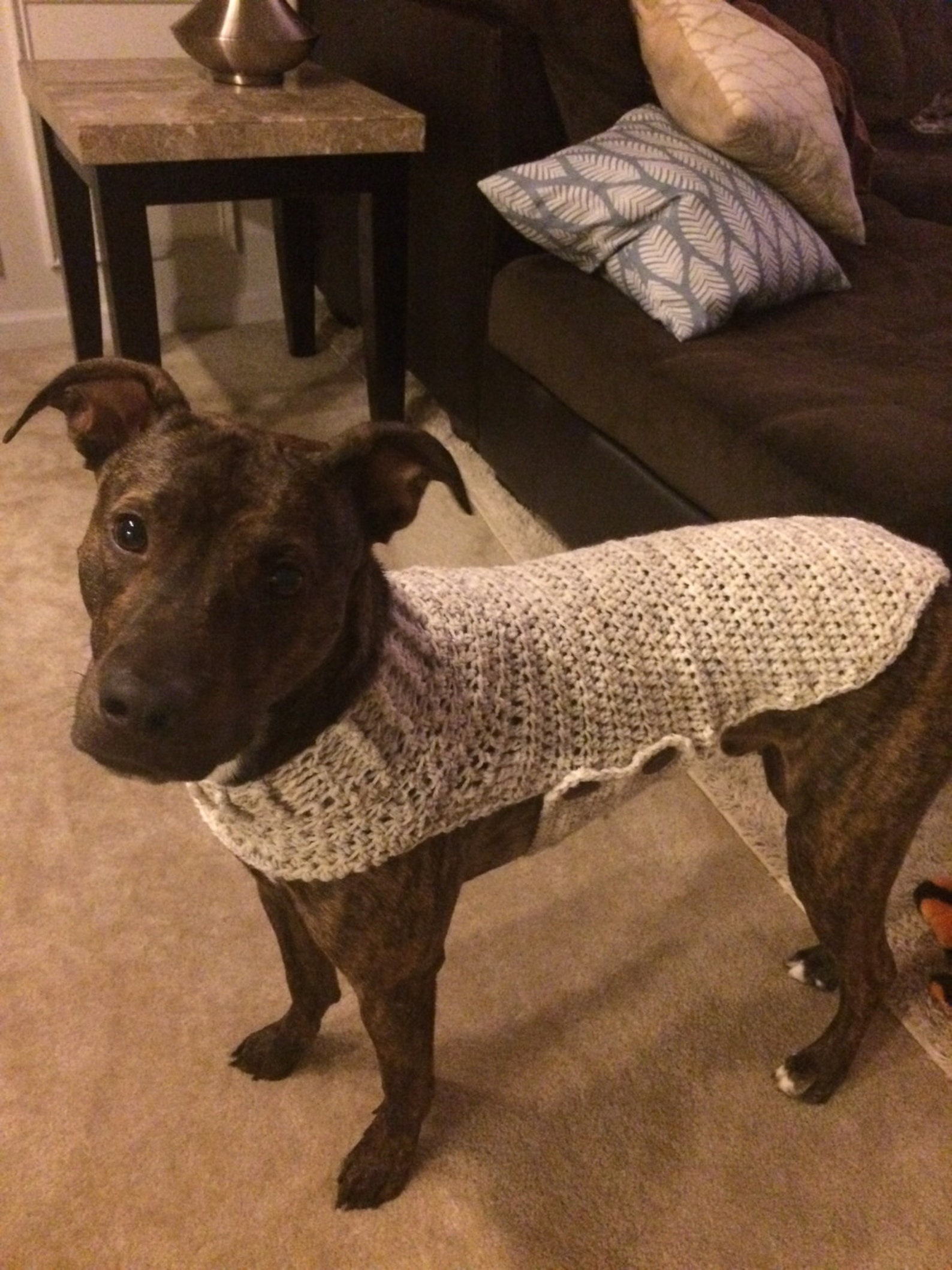 Crocheted Dog Sweater PDF PATTERN, Ribbed Neck, Buttoned Flap, Elegant ...