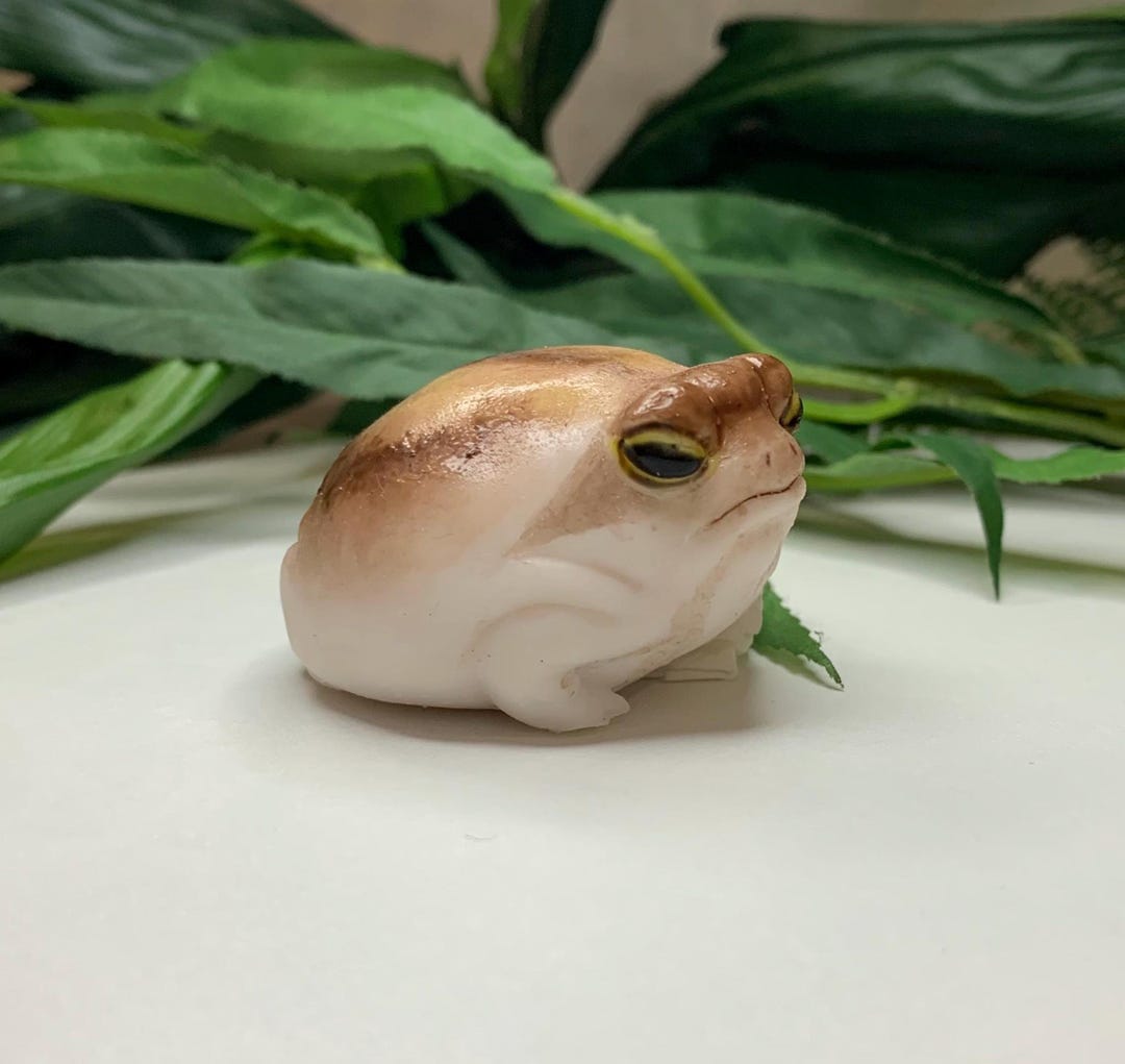 Rainfrog, Rain Frog Squishy, Frog Fidget Toy, Plush Frog Soft Toy - Etsy