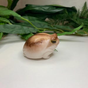 Rain Frog ( Squishy Silicone Toy ) Desert Rain Frog - Etsy