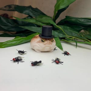 Rainfrog, Rain Frog Squishy, Frog Fidget Toy, Plush Frog Soft Toy - Etsy