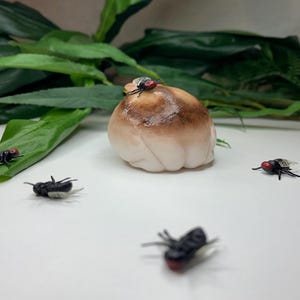 Rain Frog ( Squishy Silicone Toy ) Desert Rain Frog - Etsy