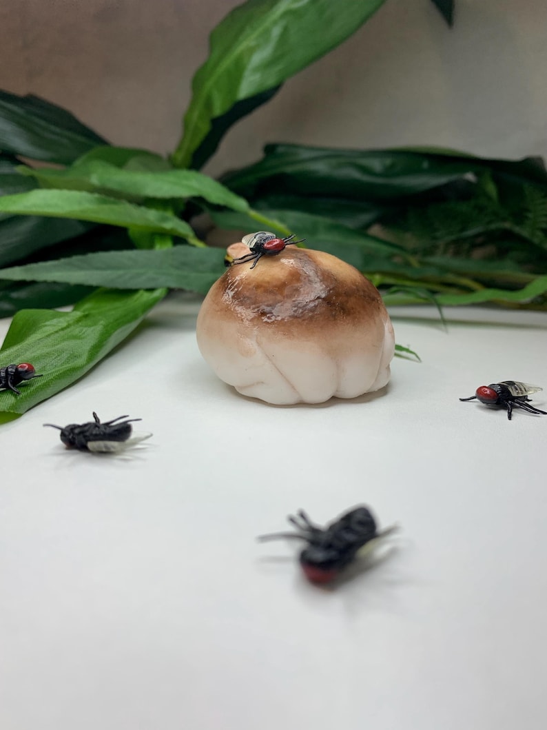 Rain Frog Squishy Silicone Toy Desert Rain Frog - Etsy