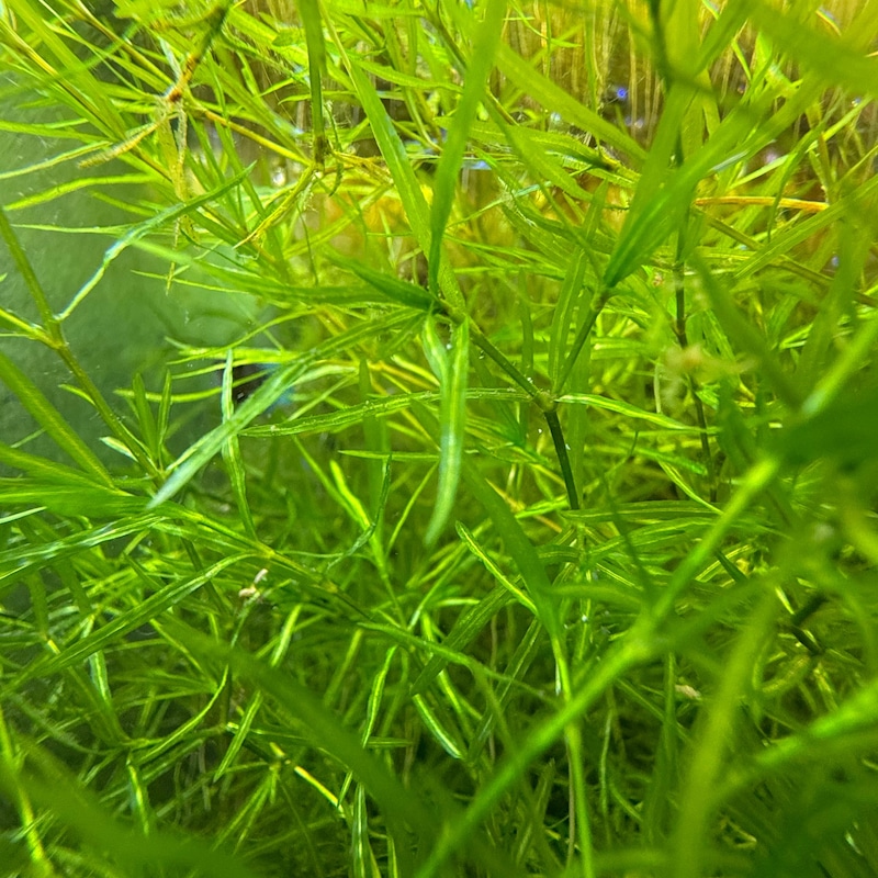 Green Guppy - Etsy