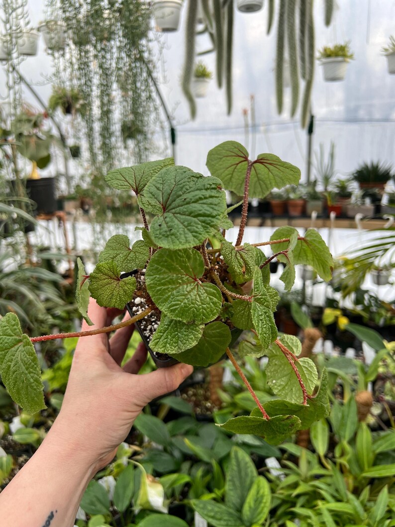 Orococo Begonia - 4” Pot - Exact Plant - Etsy