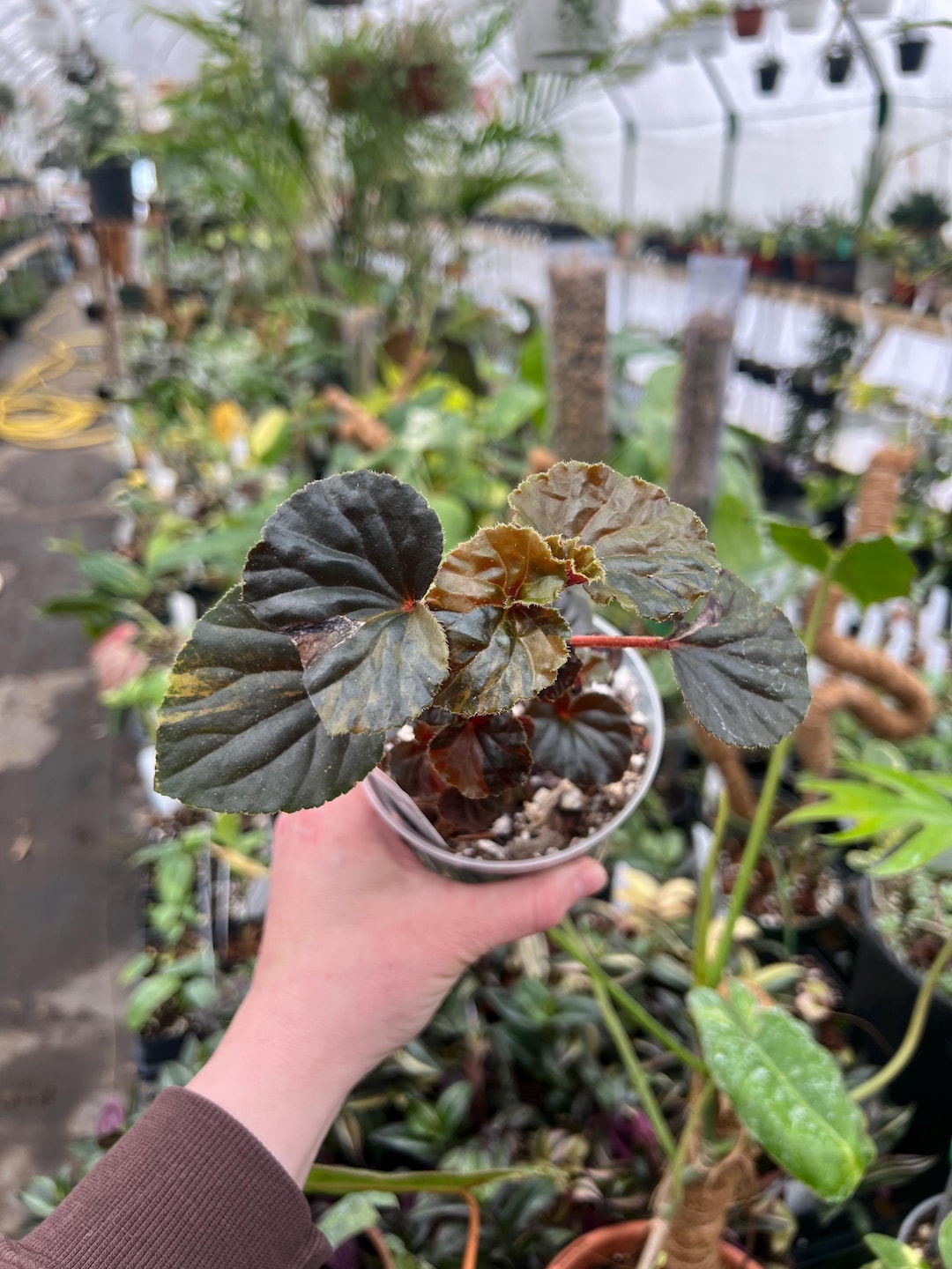 Begonia Cucullata Variegated E - 2” Pot - Exact Plant - Rare - Etsy