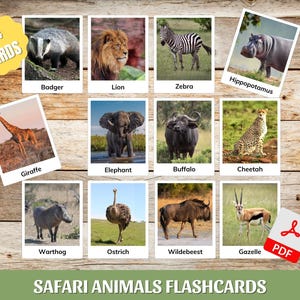 Safari Animal Flashcards With Real Photos, Montessori Cards ...