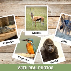 Safari Animal Flashcards With Real Photos, Montessori Cards ...