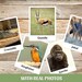 Safari Animal Flashcards With Real Photos, Montessori Cards ...
