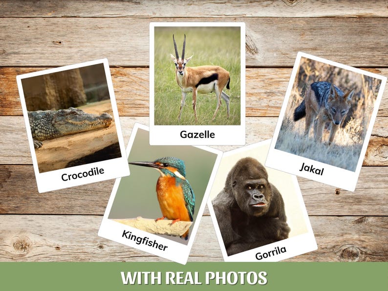 Safari Animal Flashcards With Real Photos, Montessori Cards ...