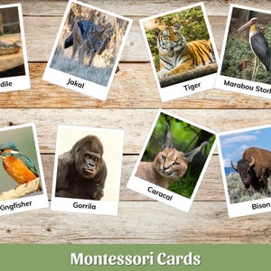 Safari Animal Flashcards With Real Photos, Montessori Cards ...