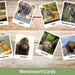 Safari Animal Flashcards With Real Photos, Montessori Cards ...