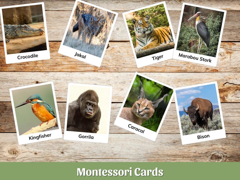 Safari Animal Flashcards With Real Photos, Montessori Cards ...