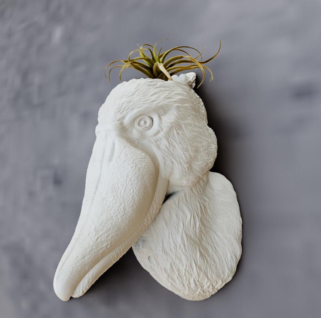 Shoebill Head Wall Mount Planter - Succulent Planter - Flower Pot - Etsy
