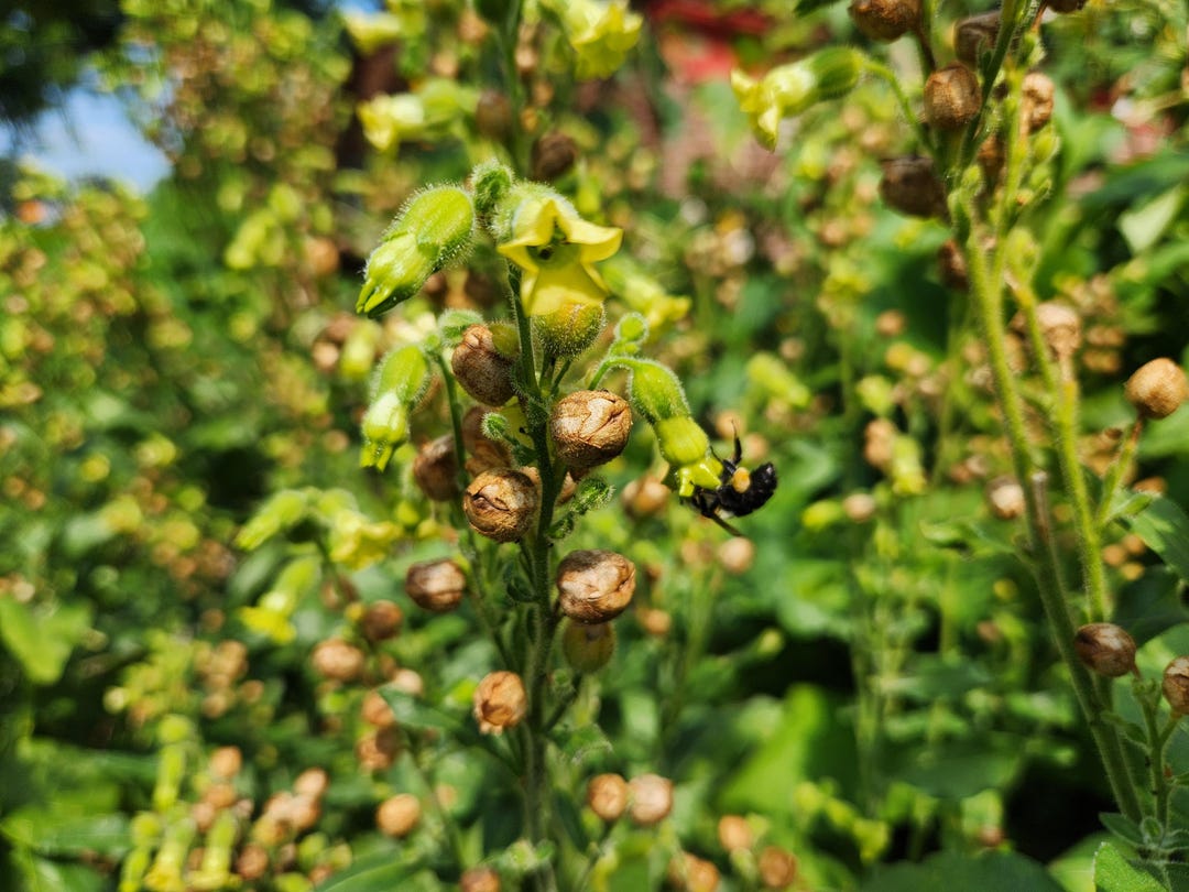 Nicotiana Rustica (aztec) Seeds - Etsy