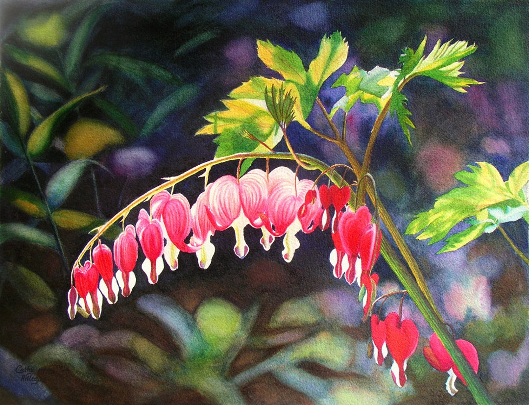 Bleeding Heart Watercolor Painting Print by Cathy Hillegas, 8x10 ...