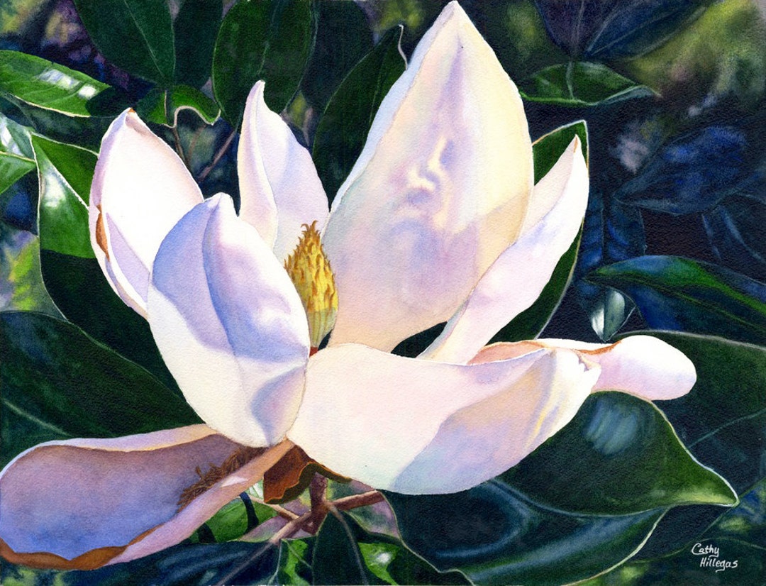White Magnolia Watercolor Painting Print by Cathy Hillegas, 12x16 ...