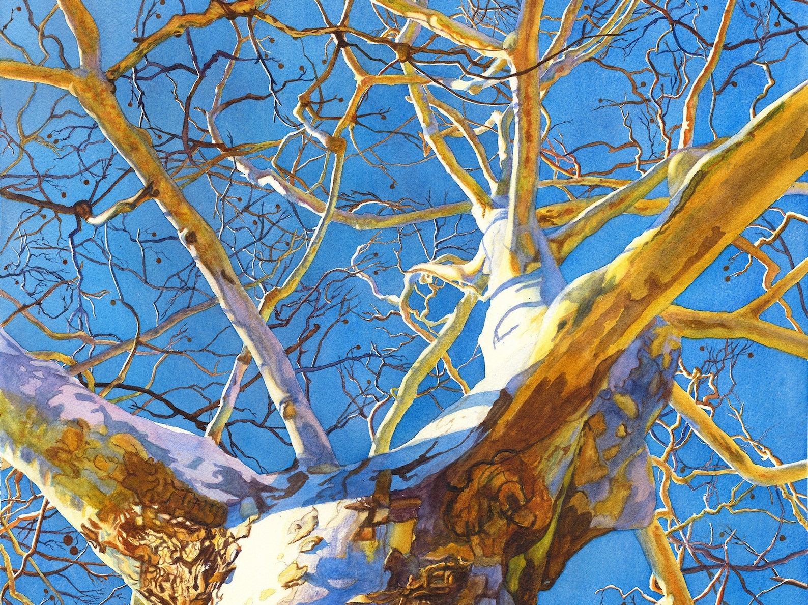 Sycamore Tree Watercolor Painting Print by Cathy Hillegas | Etsy