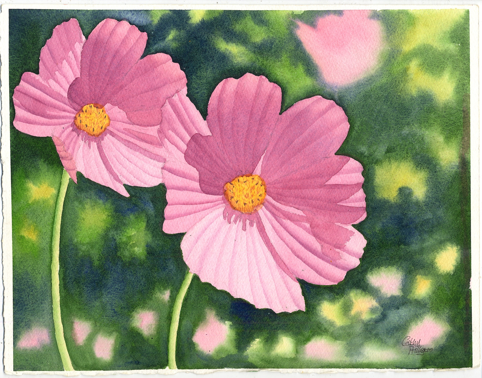 Pink Cosmos Art 11x14 Watercolor Original Painting by Cathy Hillegas ...