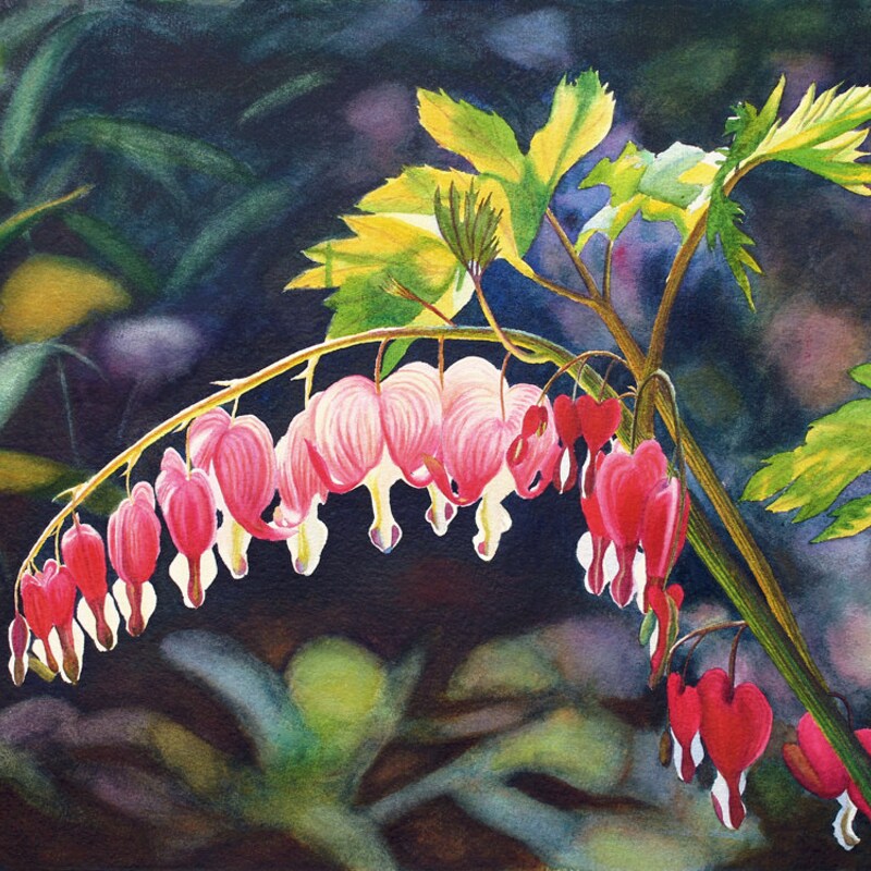 Bleeding Heart Plant - Etsy